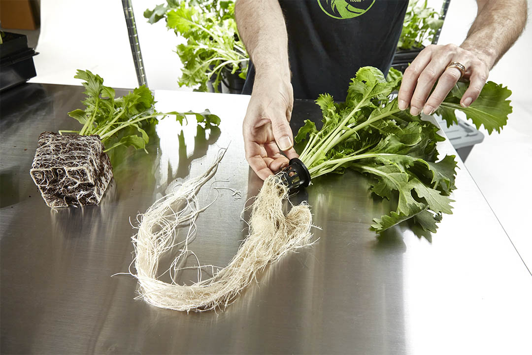 What Is Hydroponics? A Complete Guide